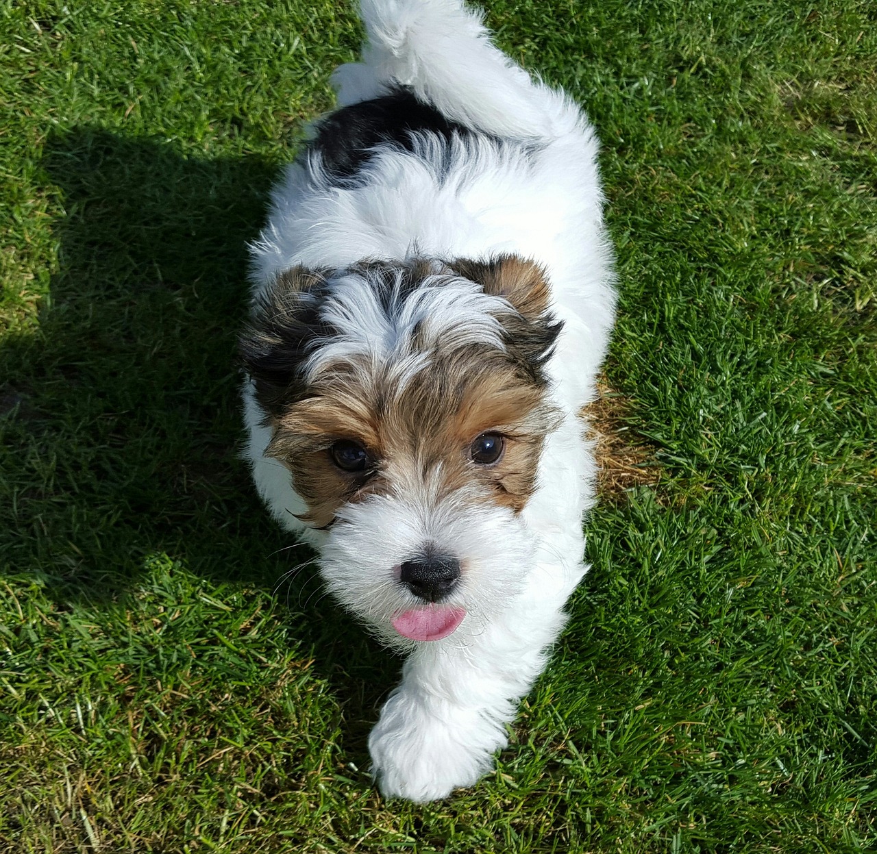 Chiot Biewer : Tout ce que vous devez savoir sur le Yorkshire Biewer et ...